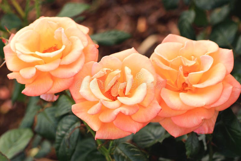 Garden orange roses stock image. Image of bouquet, leaf - 65052823