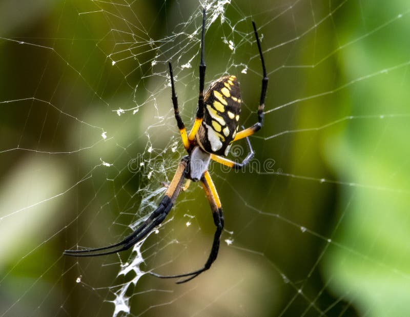 Garden Orb Spider stock photo. Image of closeup, insect - 255301844