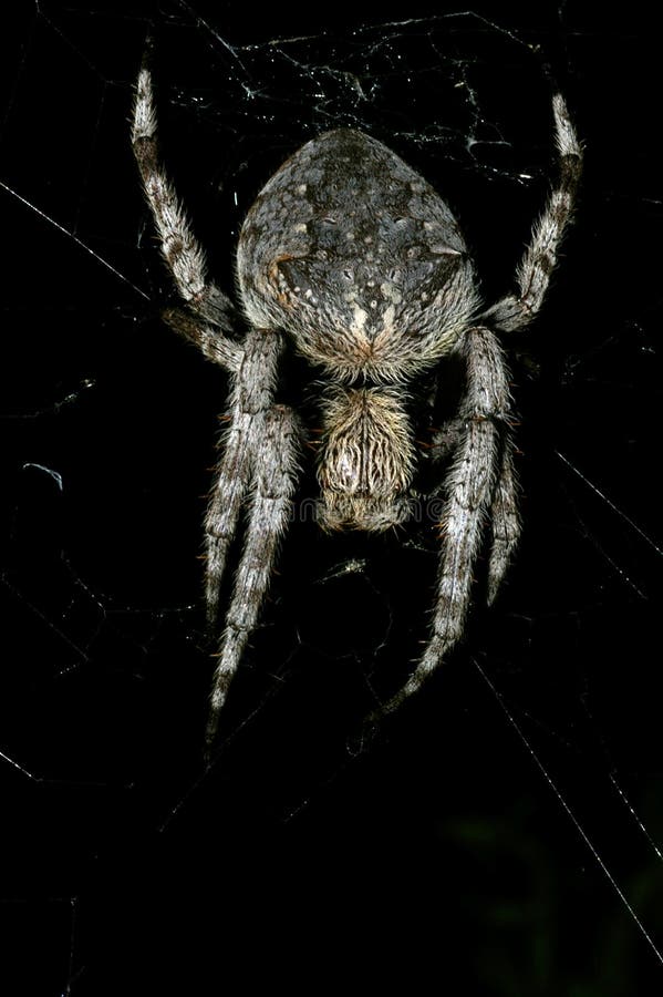 Garden Orb Weaver Spider Picture. Image: 5588617