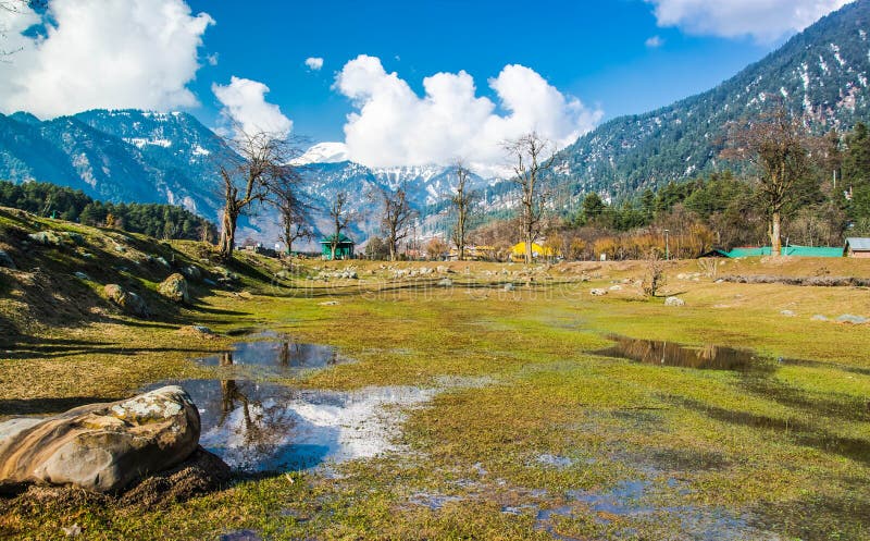 Dry tree in pahalgam stock photo. Image of srinagar, grass - 39494842