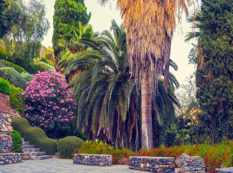 Garden with Palms Tree, Flowers and Stone Stairs Stock Image - Image of ...