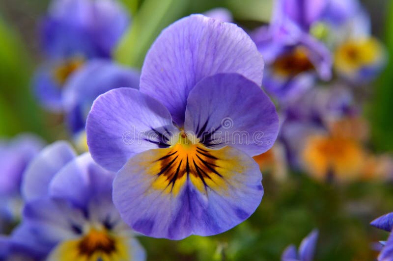 Garden Pansy Glowing so Beautiful Stock Image - Image of gardening ...