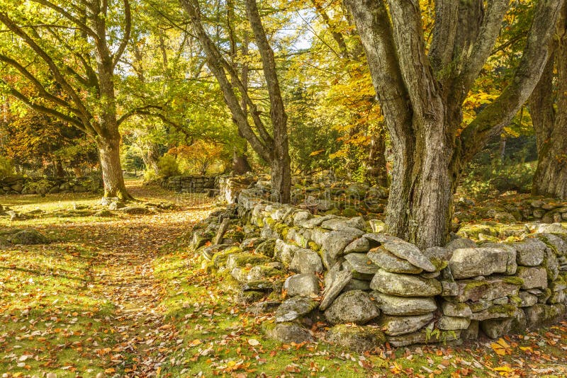 Garden Path Along a Stone Wall with Autumn Colored Trees Stock Photo ...