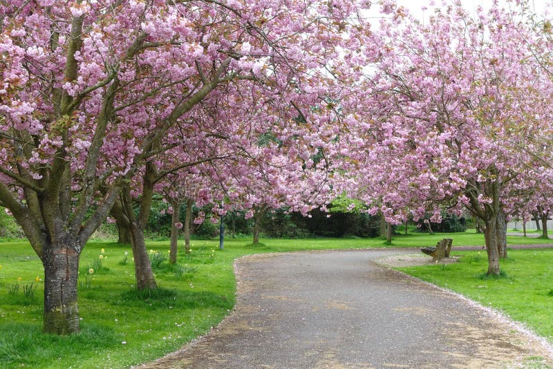 Cherry Blossom Path stock photo. Image of beauty, botanical - 16827428