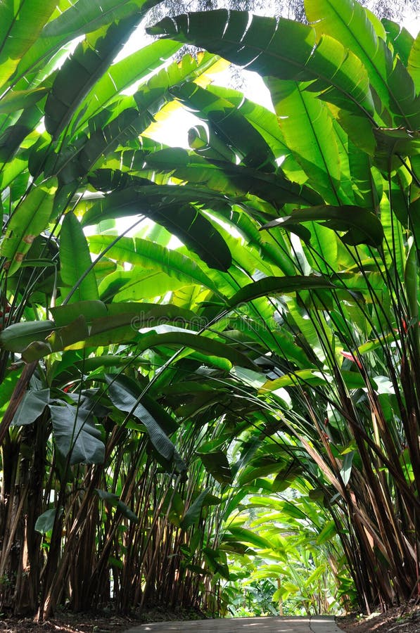 Garden Path with Heliconia Plant Covered Stock Photo - Image of botanic ...
