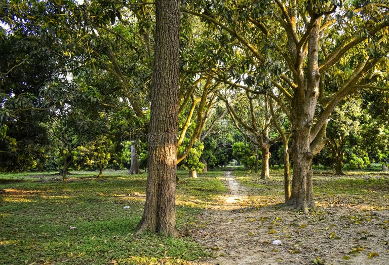A Garden Path Inside of a Garden Stock Image - Image of grasses ...