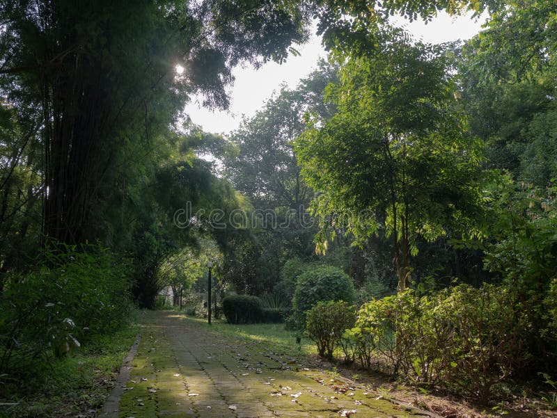 Garden Path and Light and Sunshine in Morning Stock Image - Image of ...