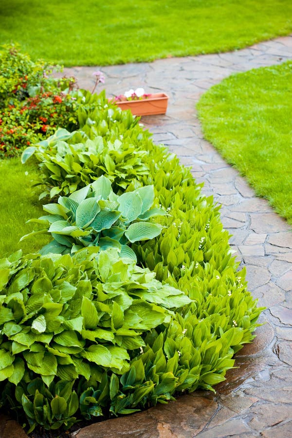 Garden path with lilies stock photo. Image of card, spring - 158175408