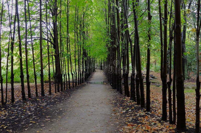 Garden Path through Line of Trees Stock Photo - Image of lined, walkway ...