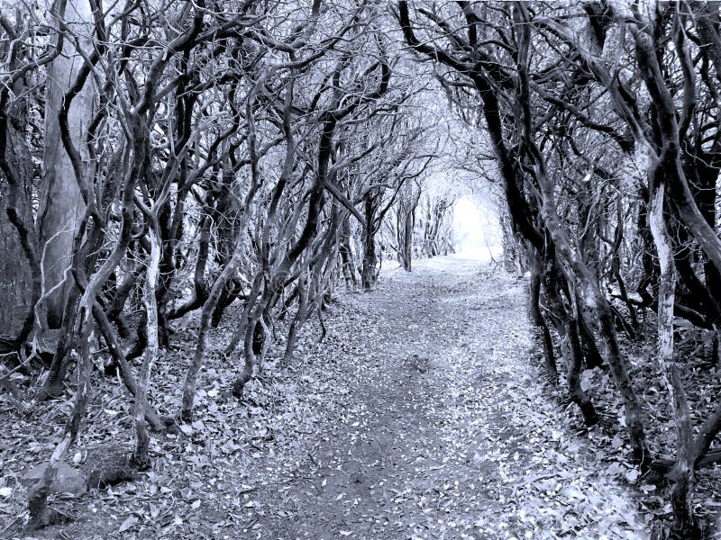 Garden path stock image. Image of wilderness, leaf, monochromatic ...