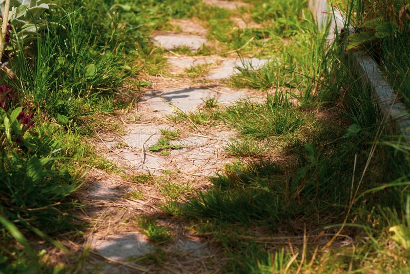 Garden Path Made of Tiles Overgrown with Grass in Summer Stock Image ...