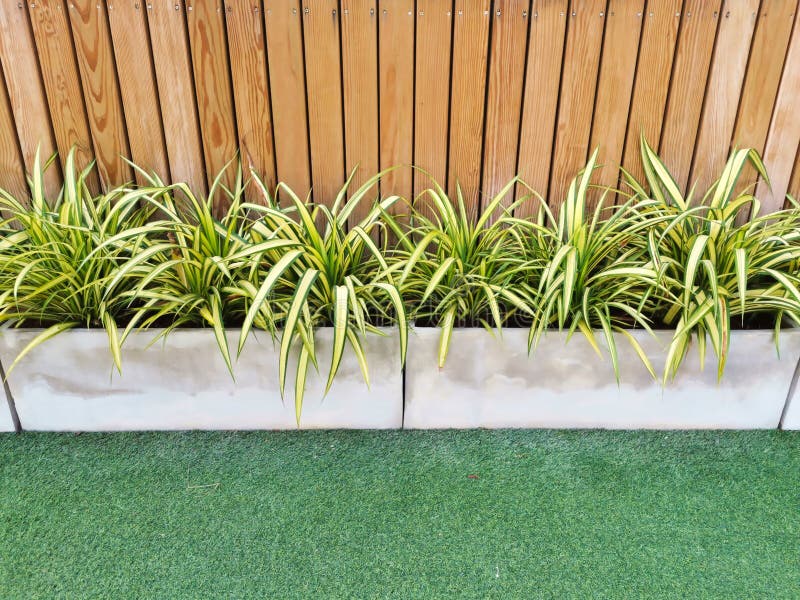 Walkways of Parks. Garden Path of Paving Slabs in the Garden Floor ...