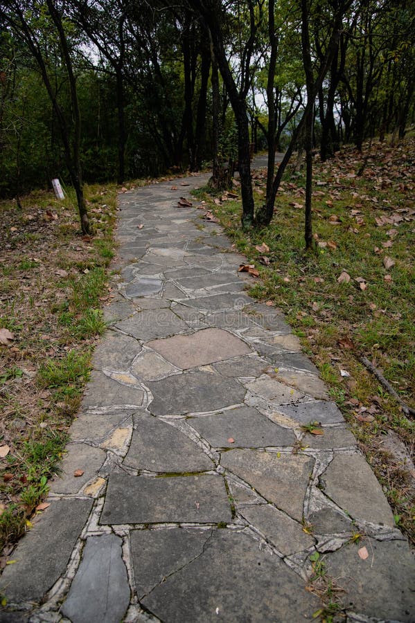 Garden path with trees stock photo. Image of park, perfect - 298537070