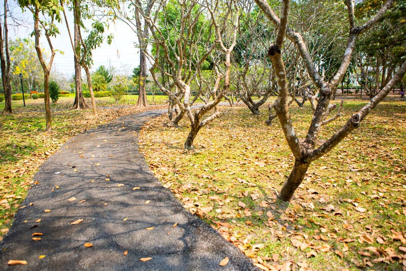 Garden Path with Tropical Plants and Trees Stock Photo - Image of ...