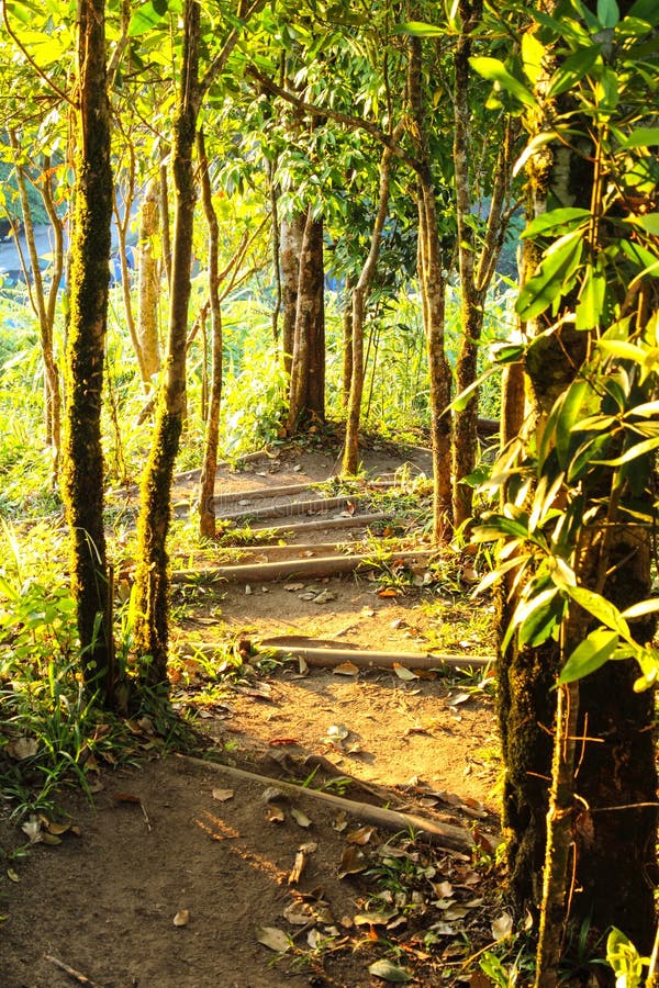 Garden pathway stock image. Image of natural, ornamental - 26457573