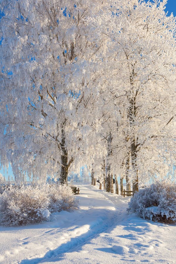 Garden path in winter stock image. Image of field, path - 79956781