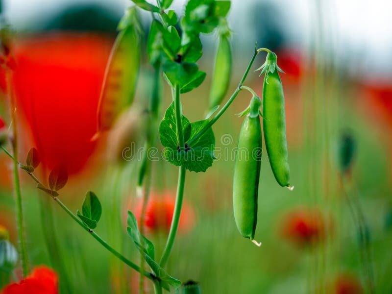 Garden Peas stock image. Image of farm, young, nature - 268502591