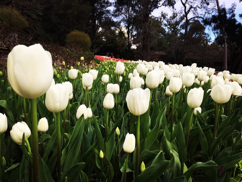 Garden in perth stock photo. Image of perth, green, flowers - 119675662