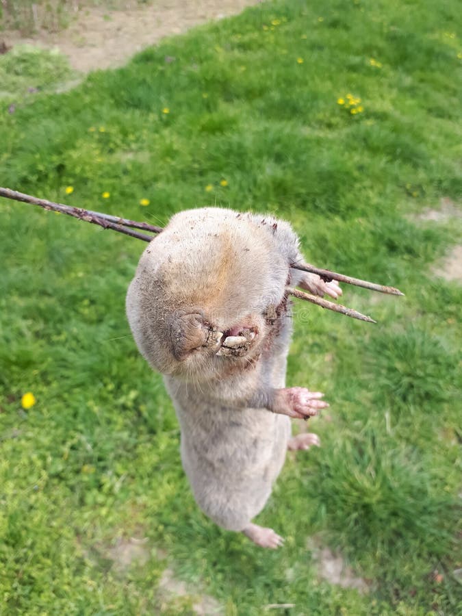 Garden Pest Mole Rat Spalax Stock Photo - Image of secretive ...