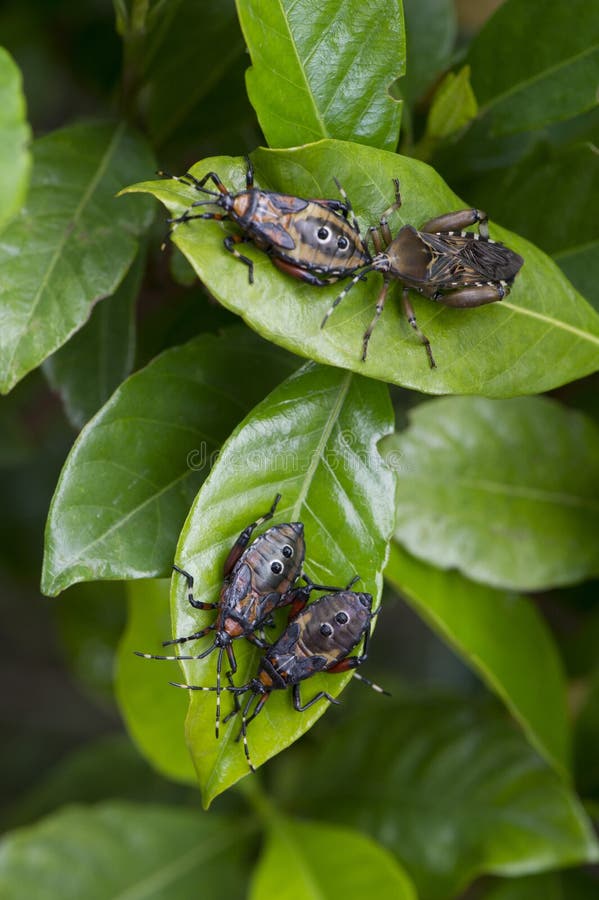 Garden pests stock photo. Image of harm, common, garden - 30441678