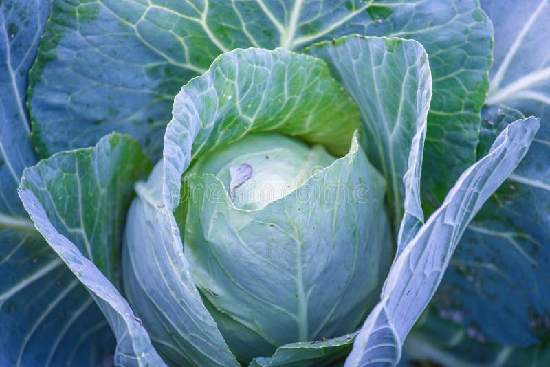 Cabbage from top view. stock image. Image of diet, meal - 137909899