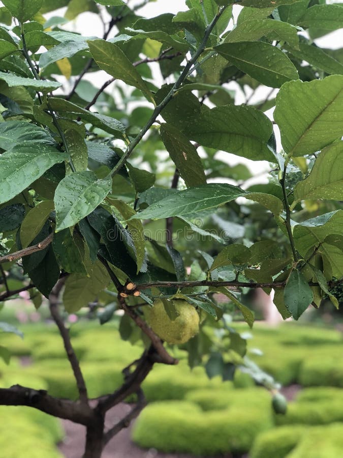 Lemon tree stock image. Image of tree, lemon, nature - 116844107