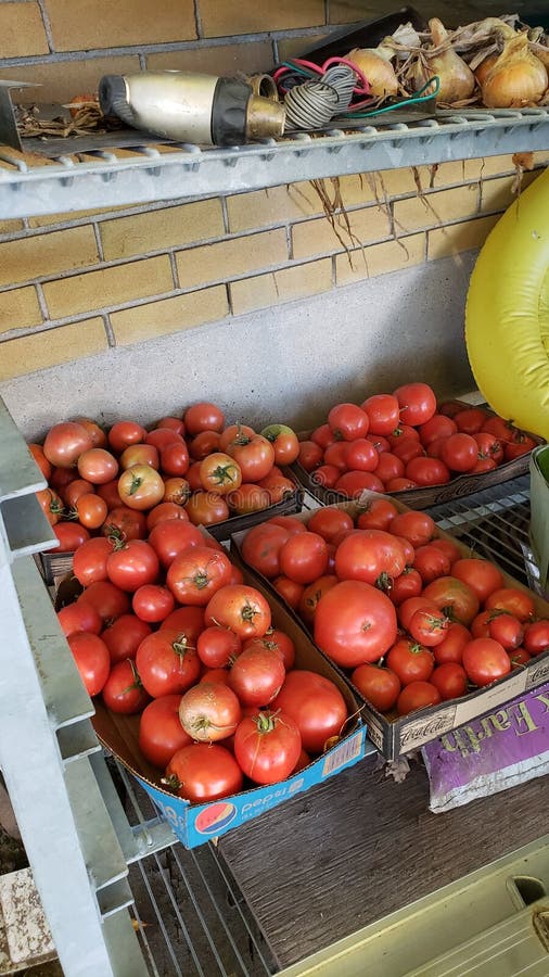Garden Picked Fresh Tomatoes Storage Stock Photo - Image of fresh ...