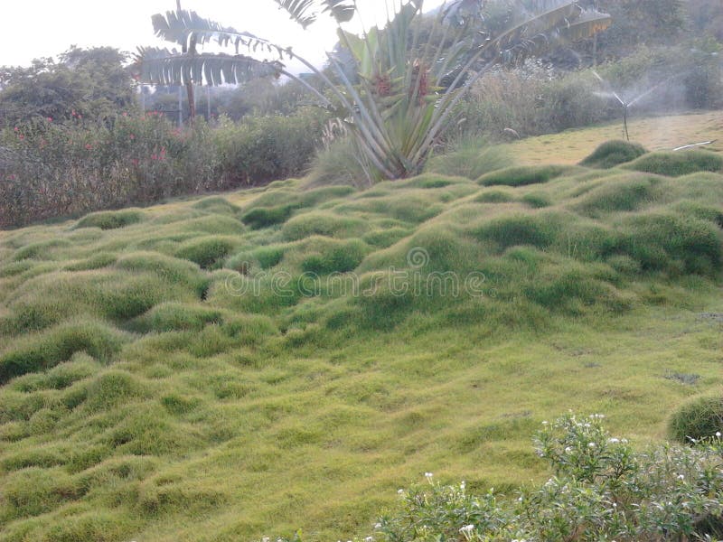 Garden stock photo. Image of wild, world, animal, pickok - 85667148