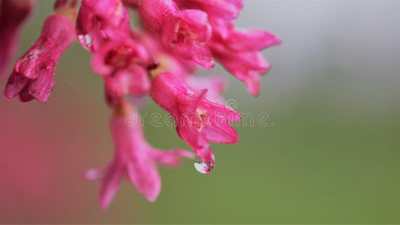 Pink Flowers with Water Drop Stock Image - Image of garden, colorful ...