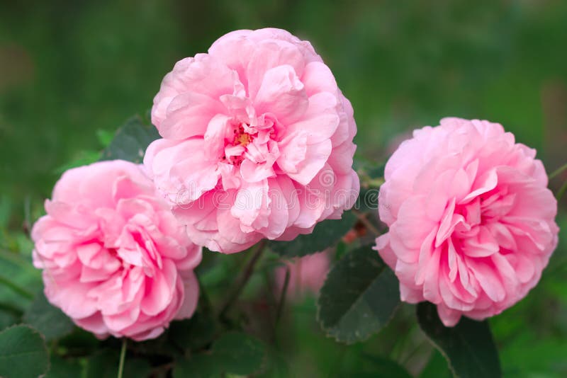 Garden pink fragrant roses stock image. Image of blooming - 56408991