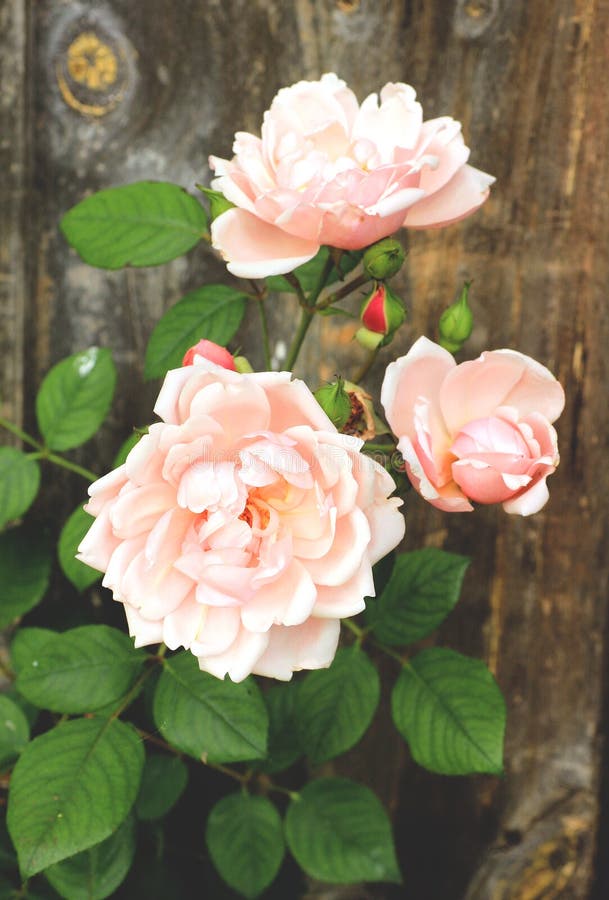 Garden pink roses stock image. Image of isolated, light - 62235391