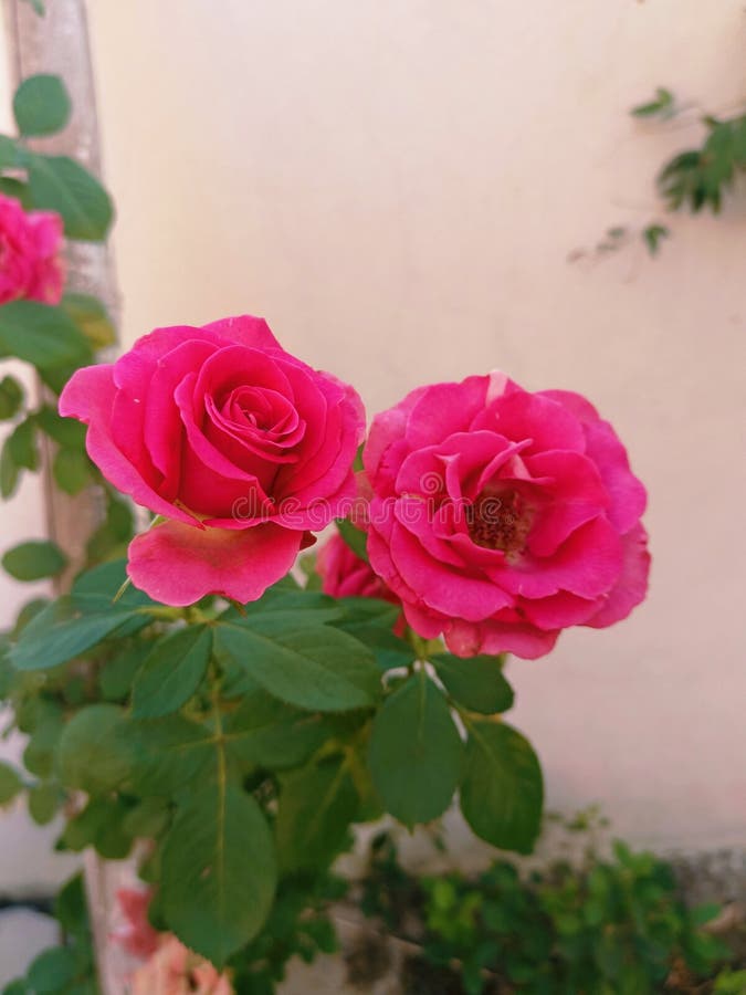Roses on the Side of the Road Stock Image - Image of love, produce ...