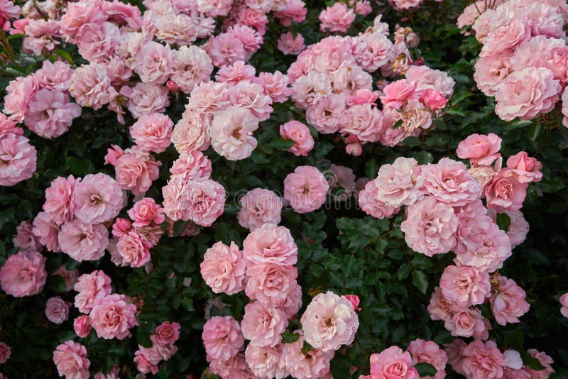 Garden with Red Roses Texture in Spring Stock Photo - Image of leaves ...