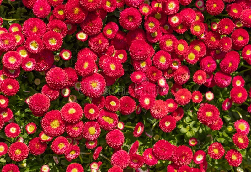 Garden pink small flowers stock image. Image of color - 373841473