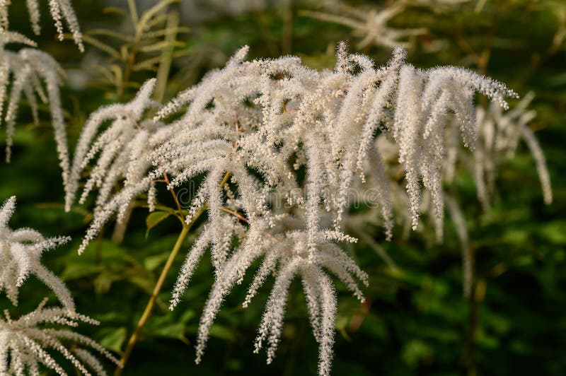 Garden Plant Aruncus Dioicus Close Up Stock Photo - Image of blooming ...