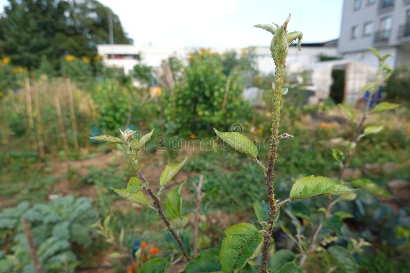 Garden Plant Infested with Aphids on a Farm Plot Stock Photo - Image of ...