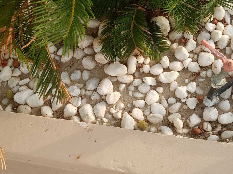 Garden with Plants and White Stone on Sole Stock Image - Image of tree ...