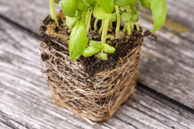 Garden Plant Seedling and Root Ball Enlarged. Spring Stock Photo ...