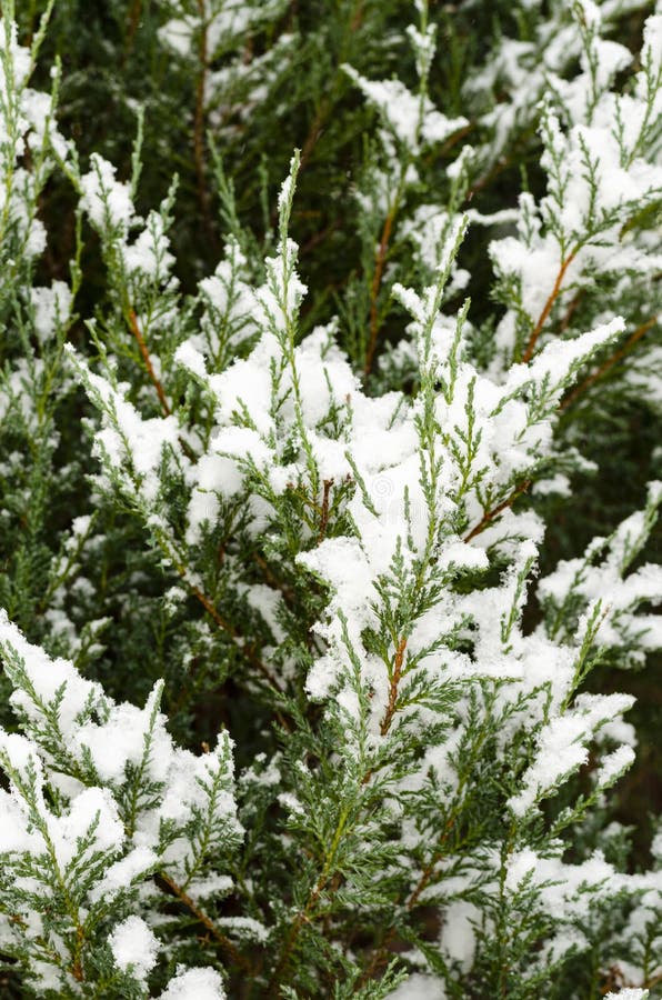 Garden Plants, Bushes, Conifers Under the Snow in Winter Stock Photo ...
