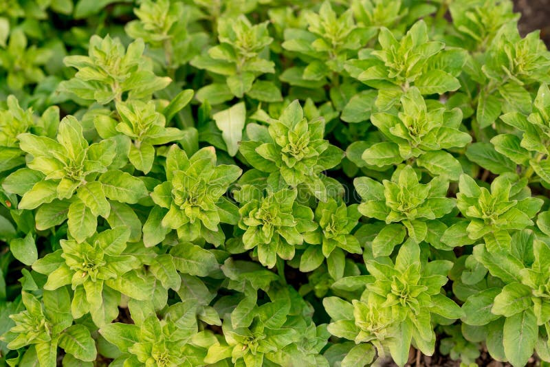 Garden Plants, Green Leaves, Green Natural Pattern Stock Image - Image ...