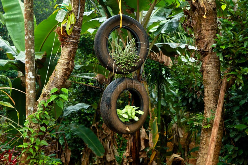 Garden Plants in Old Rubber Tyre Stock Image - Image of wheel ...