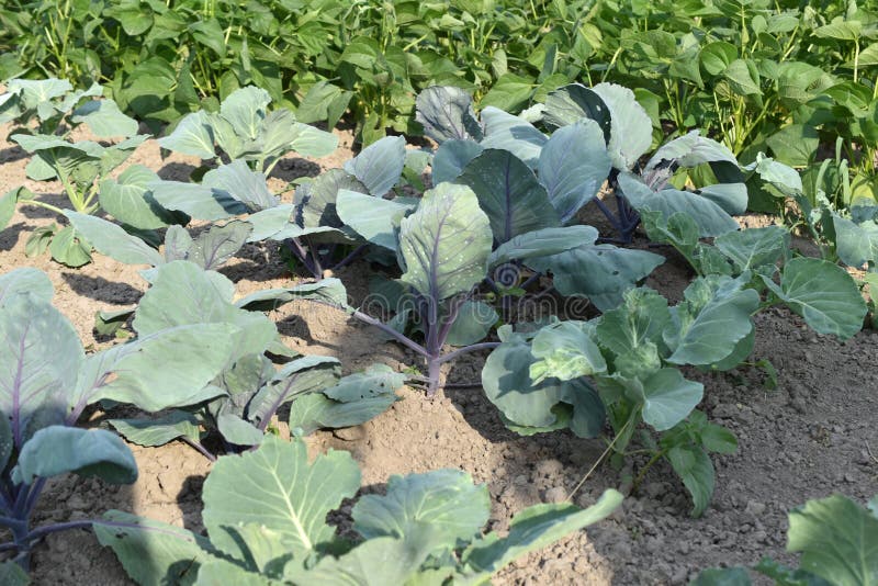 Garden Plot with Green Shoots of Cabbage. Stock Image - Image of ...