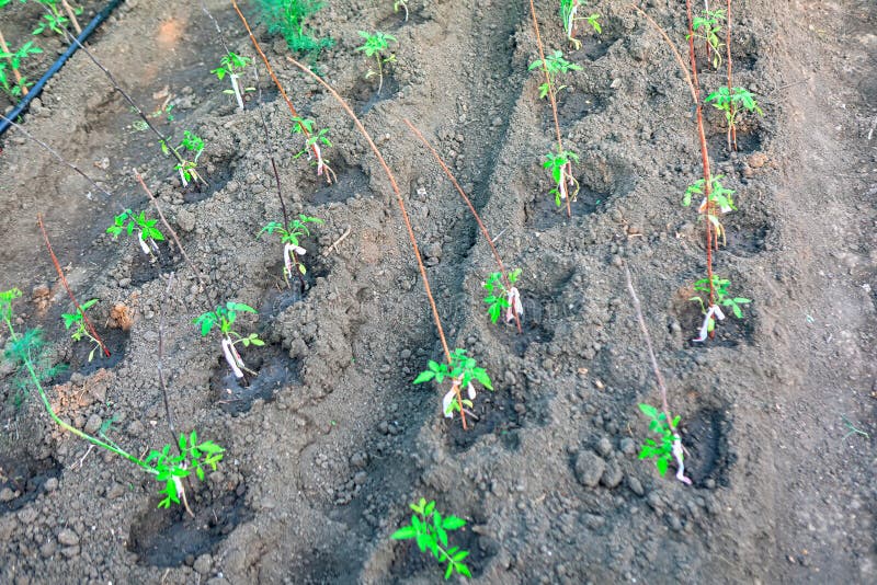 Garden Plot Young Tomato Plants Growing Rows Stock Photos - Free ...