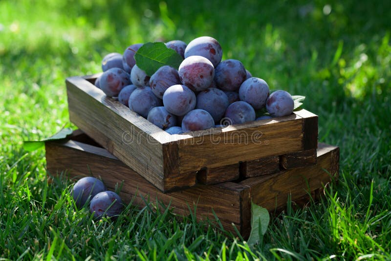 Garden plums in wooden box stock photo. Image of harvest - 130544940