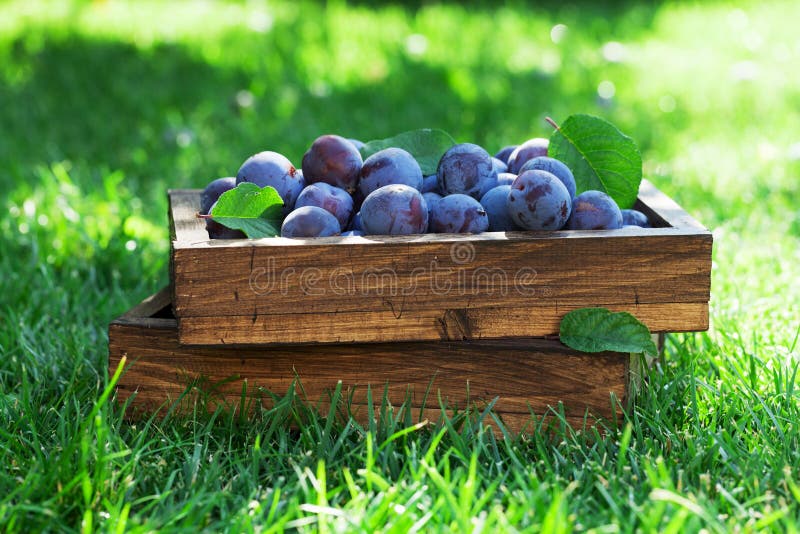 Garden plums in wooden box stock image. Image of outdoor - 138077723