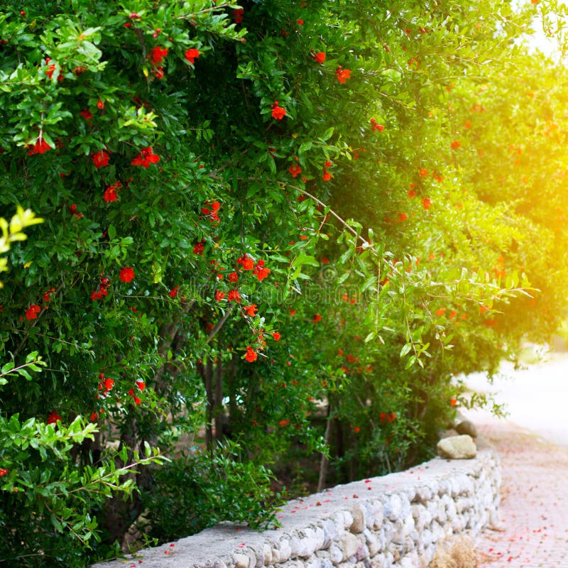 Garden of Pomegranate Trees with Flowers Stock Image - Image of petal ...