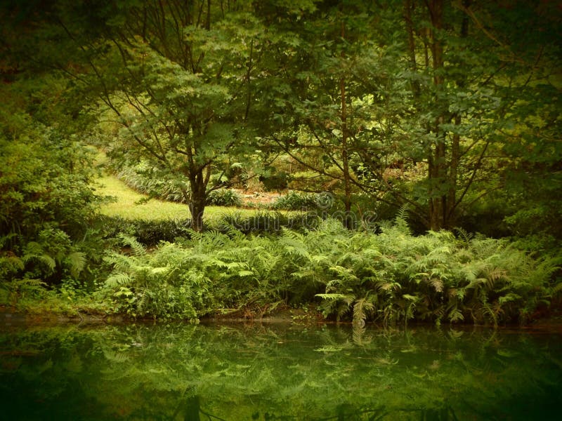 Garden stock image. Image of ferns, pond, trees, backyard - 102664129