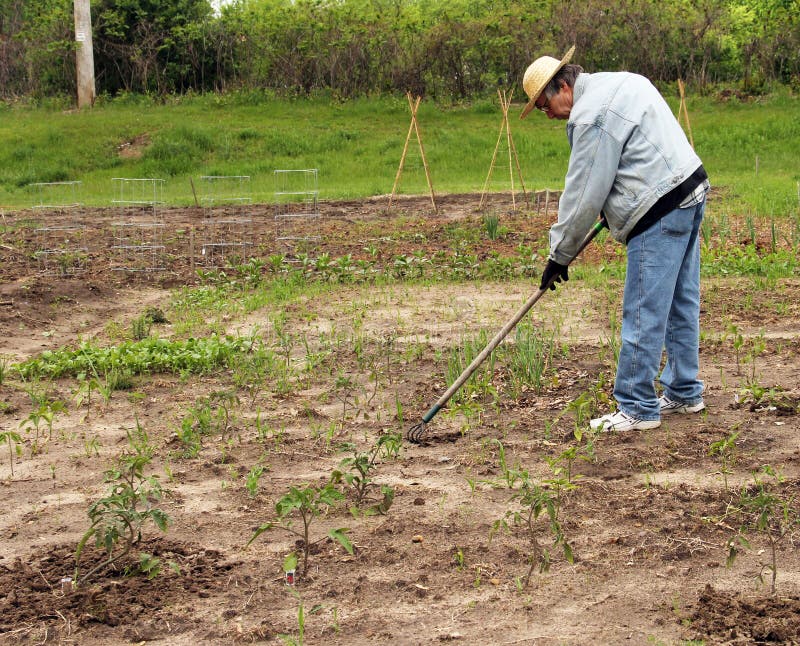Weeding the garden stock image. Image of plants, weeding - 15558101