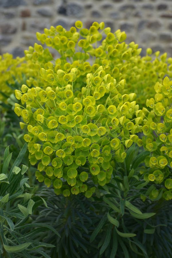 Garden with Pretty Bright Yellow Flowers Blooming Stock Image - Image ...