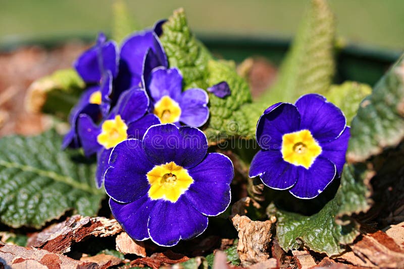 Garden primula cultivar stock photo. Image of leaf, plant - 40241648